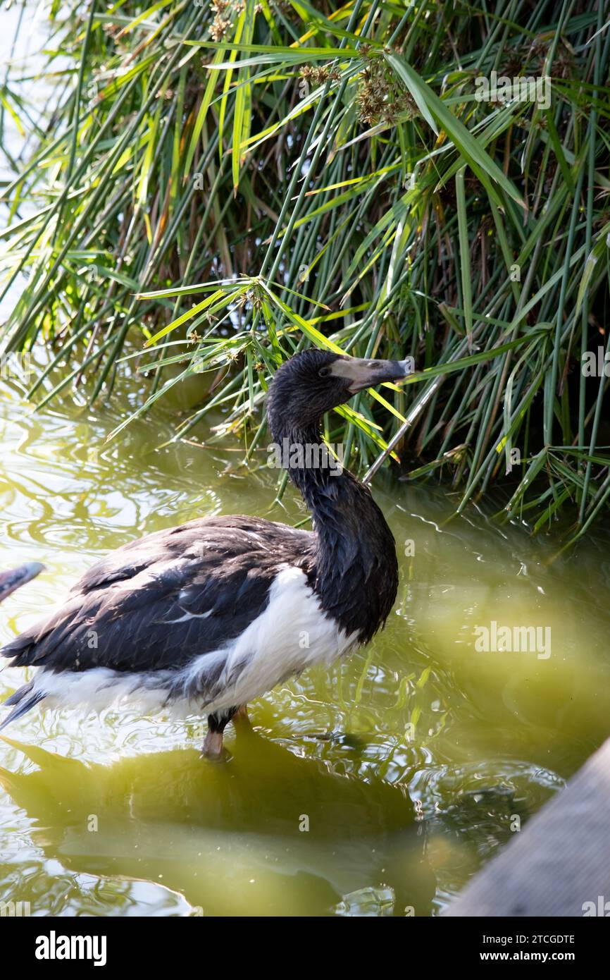 The magpie goose is a black and white seabird with black head and neck ...