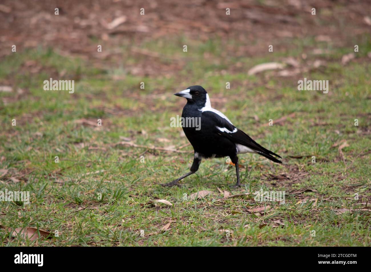 The magpie is a distinctive looking bird, with glossy black and ...
