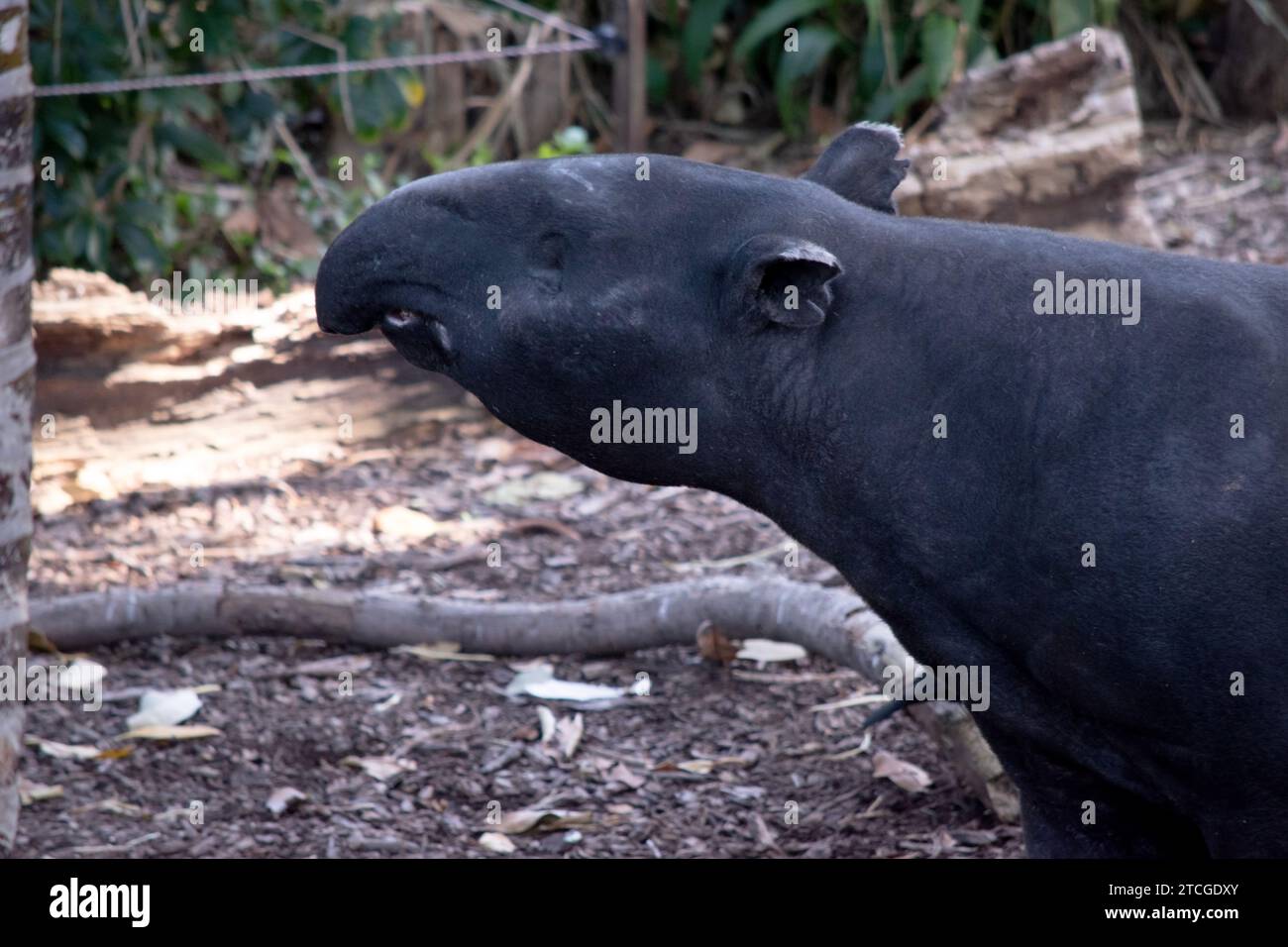 the front and black or the Malaysian tapir are black and the ...