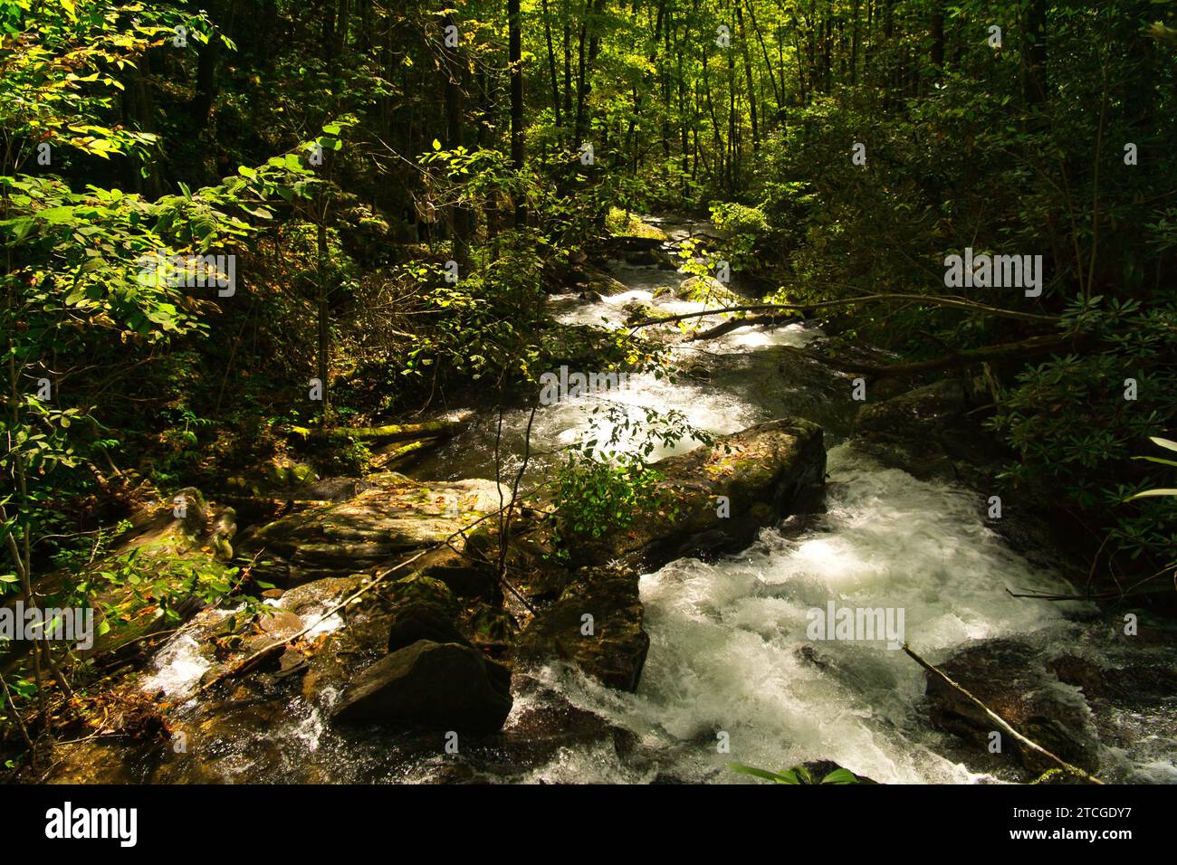 A view of water stream gushing past rocks and wood down hill in Unicoi ...