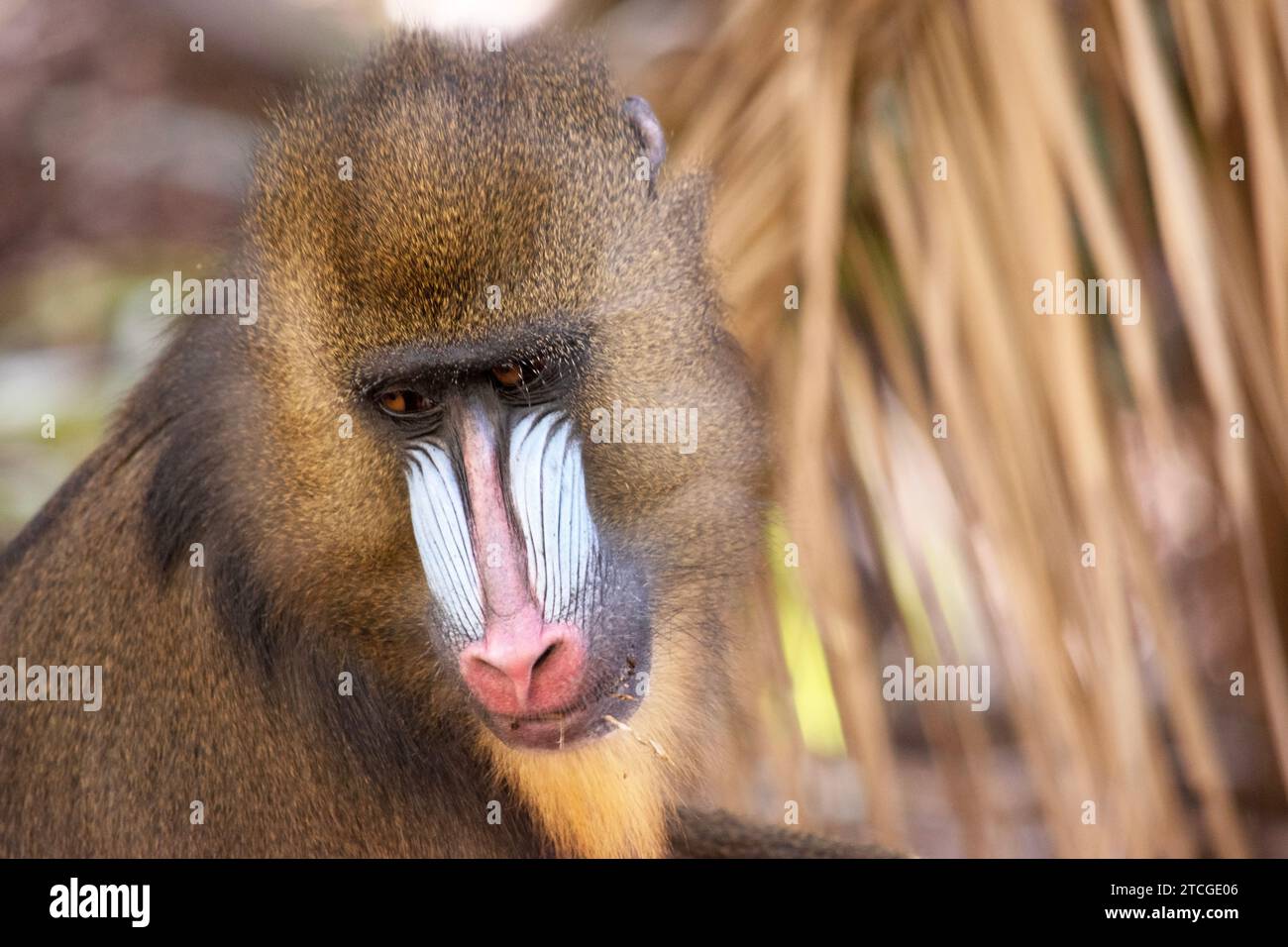 Monkey lips hi-res stock photography and images - Alamy