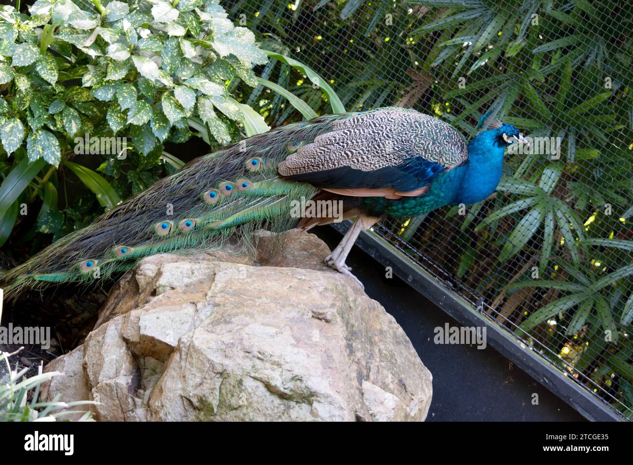 Peacocks are large, colorful blue pheasants known for their iridescent ...