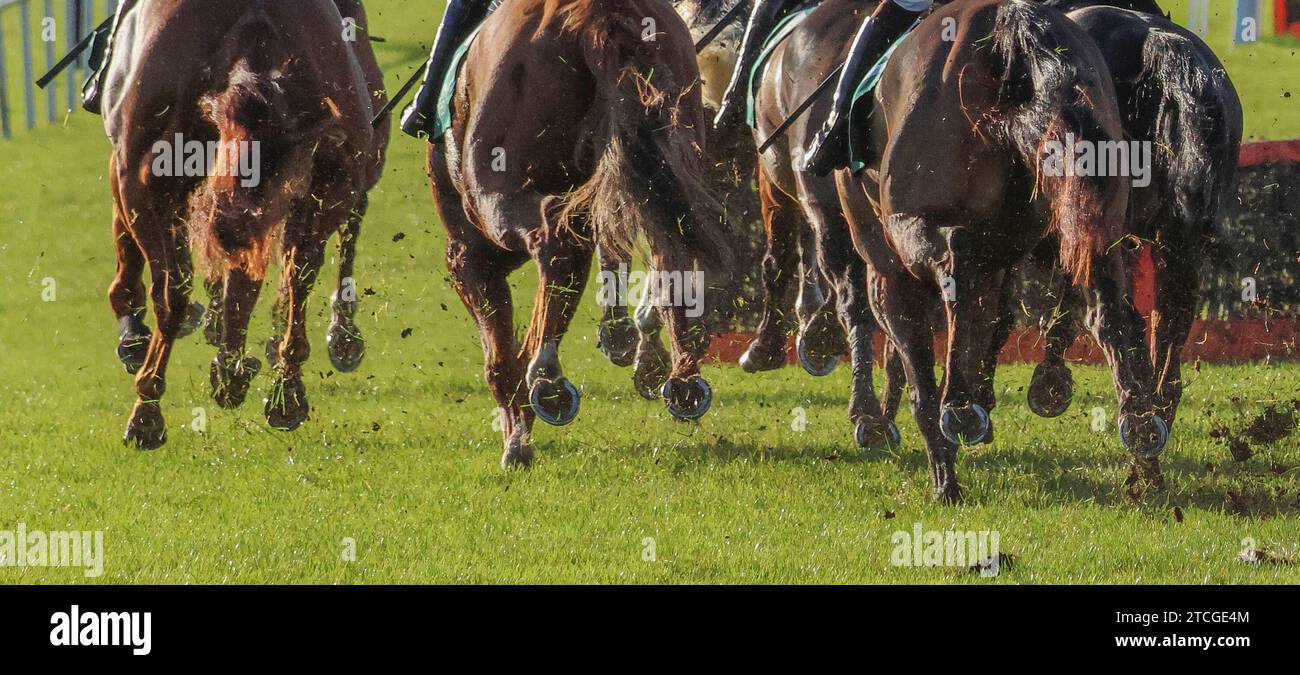 Racehorses photographed from behind - rear-view of horses competing in ...