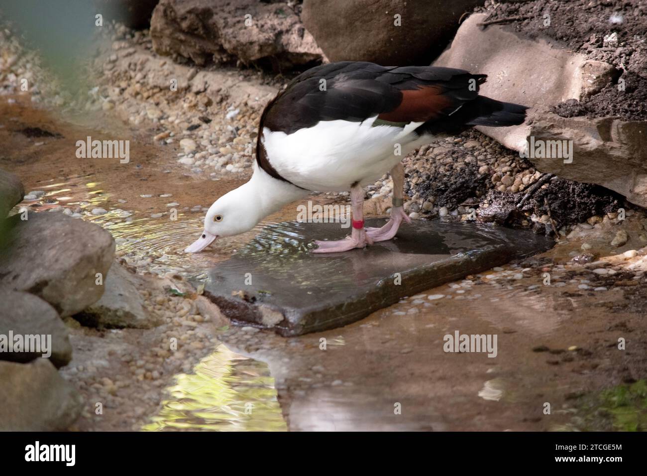 The Radjah Shelduck is white with a chestnut band across its chest. Its ...