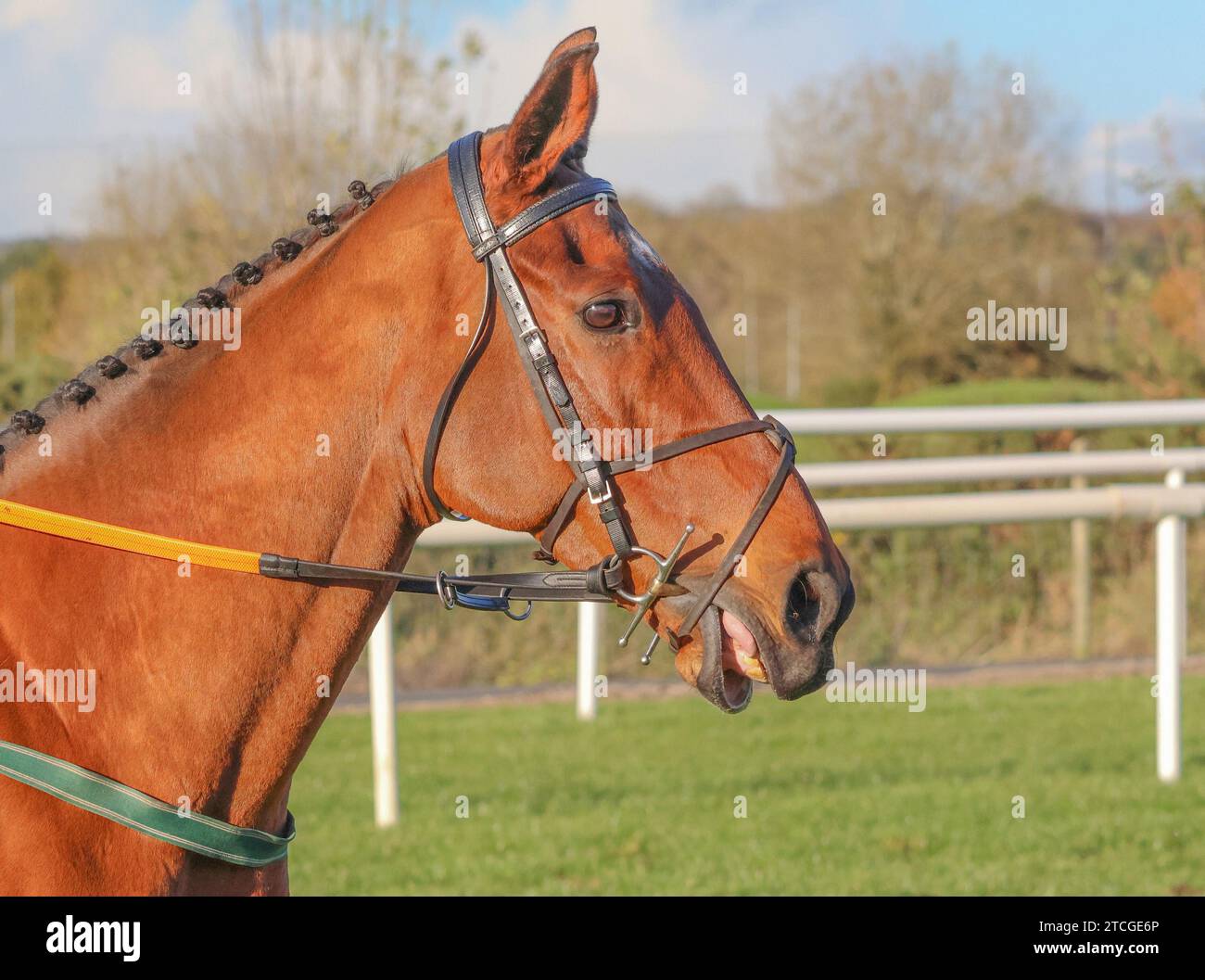 Irish jockey neill mccluskey hi-res stock photography and images - Alamy