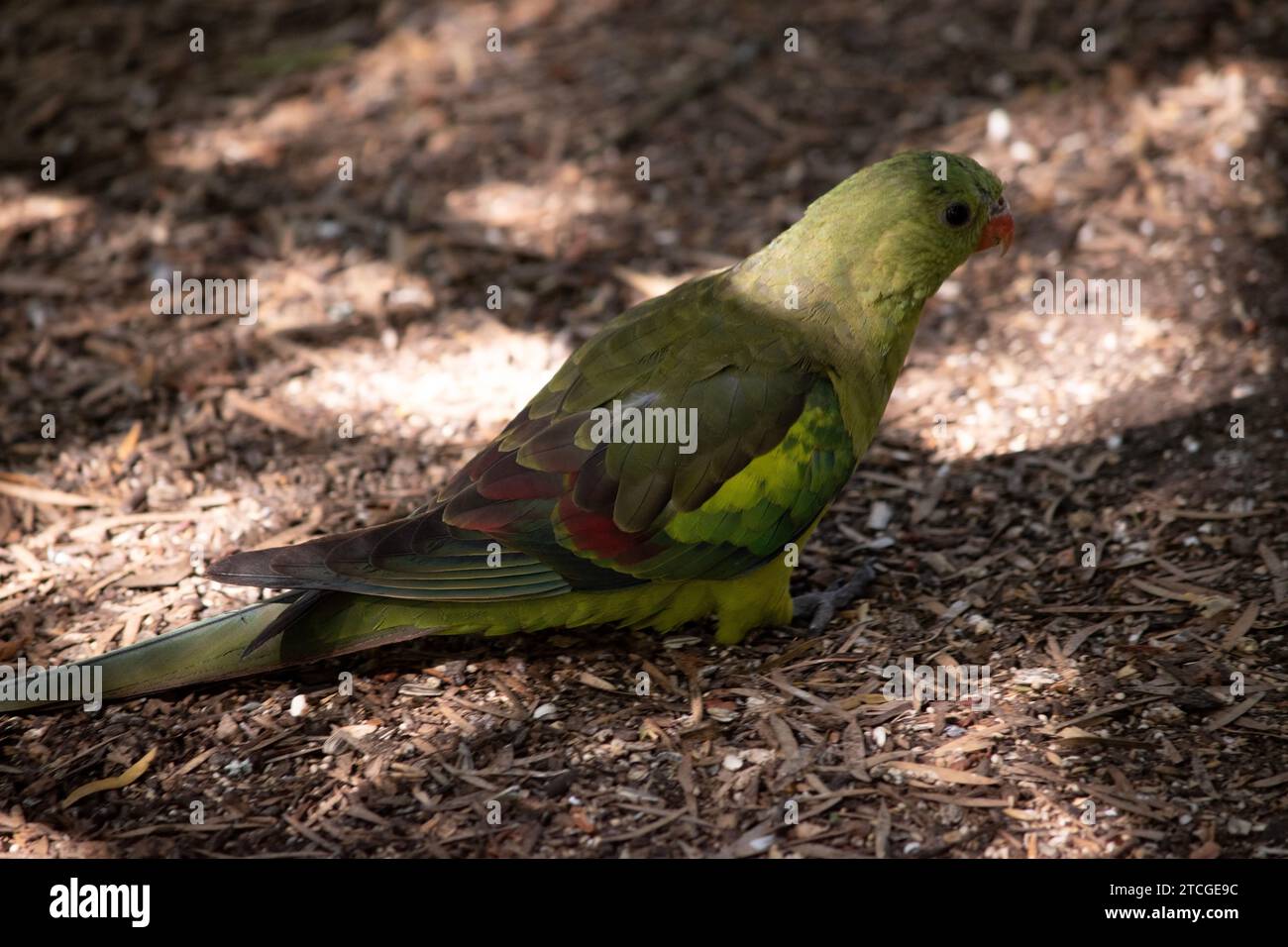 The female regent parrot is all light green. It has yellow shoulder ...