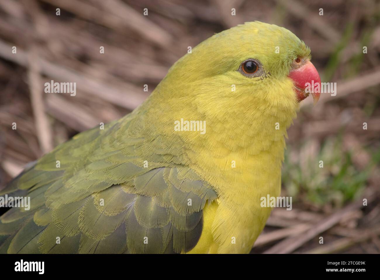 Light orange underwing hi-res stock photography and images - Alamy