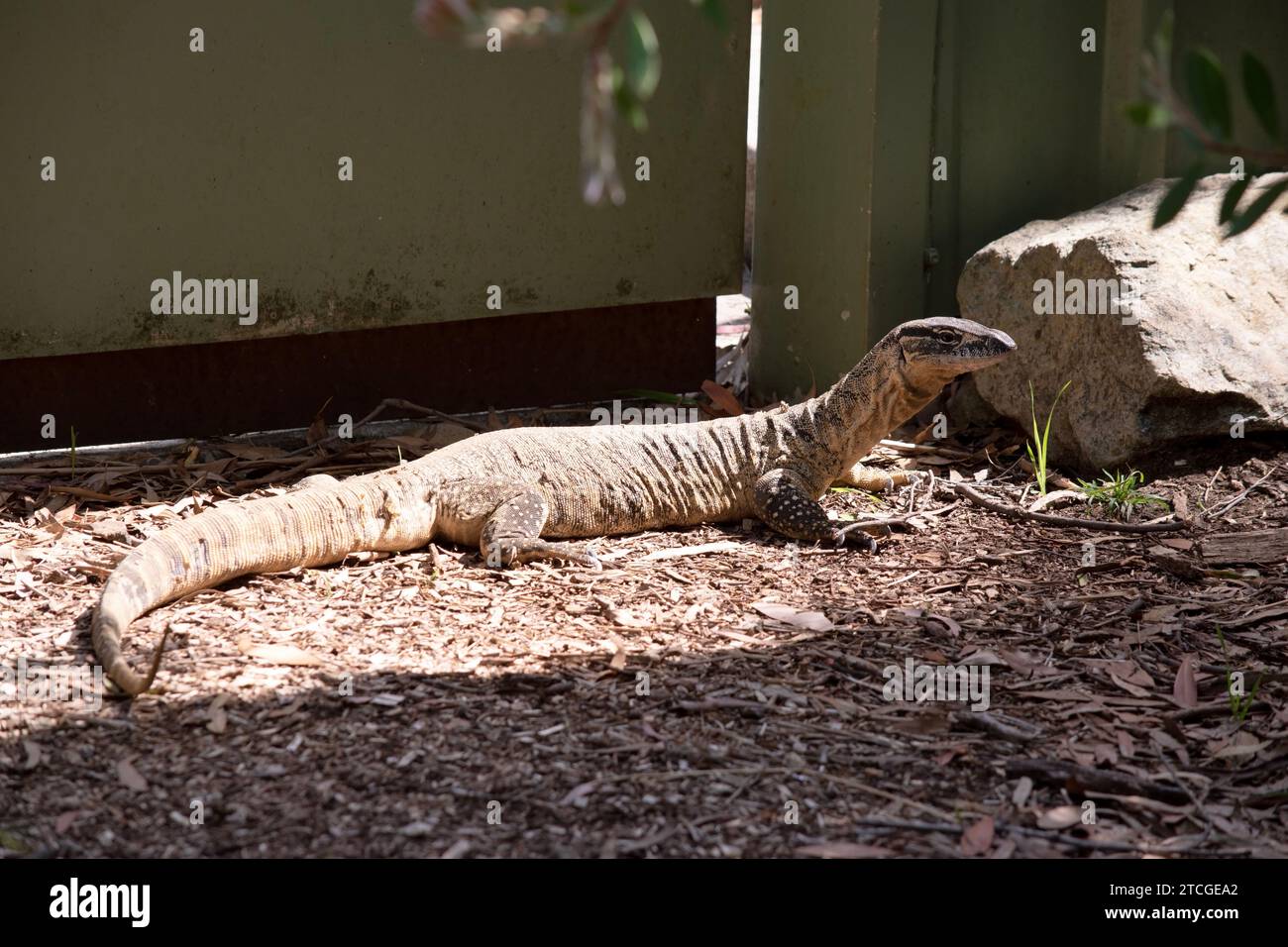 Monitor lizards hi-res stock photography and images - Alamy