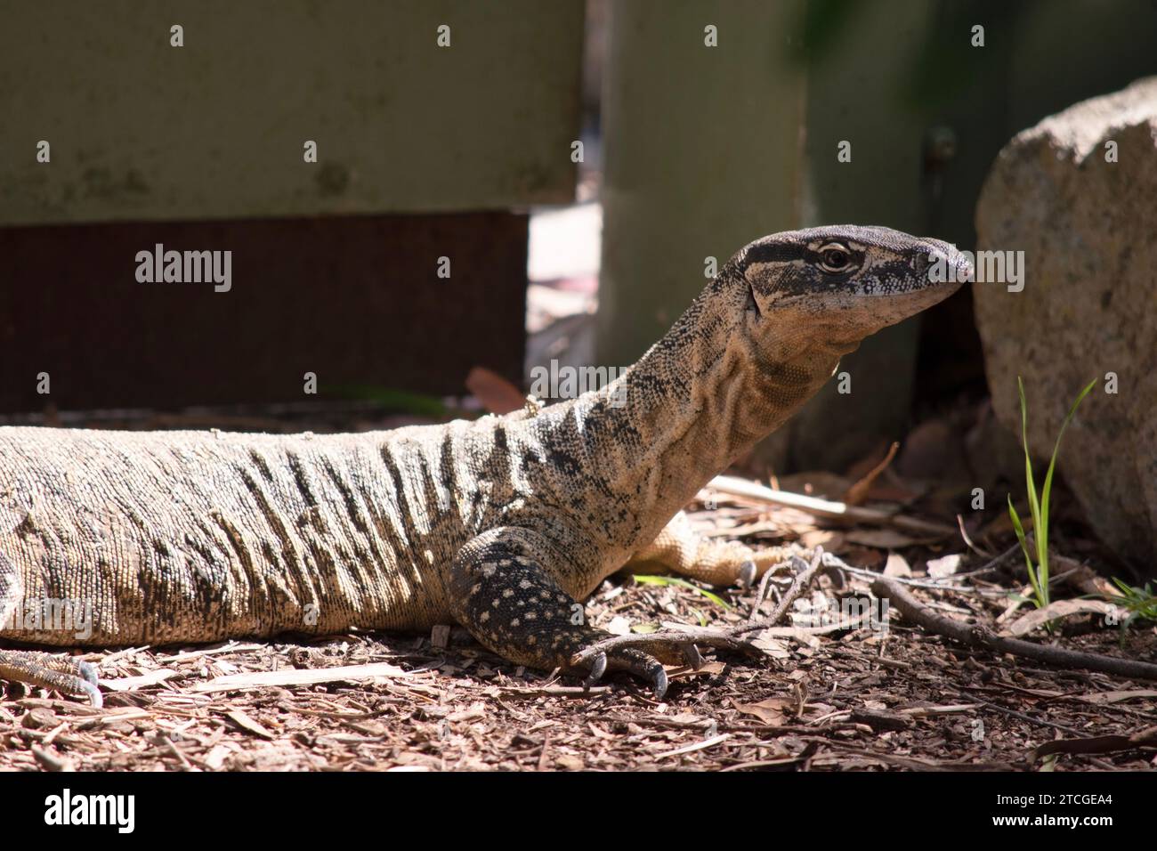 Monitor lizards hi-res stock photography and images - Alamy