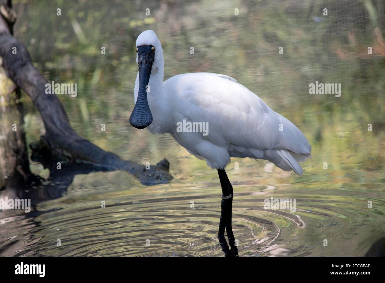 The royal spoonbill is a large white sea bird with a black bill that ...