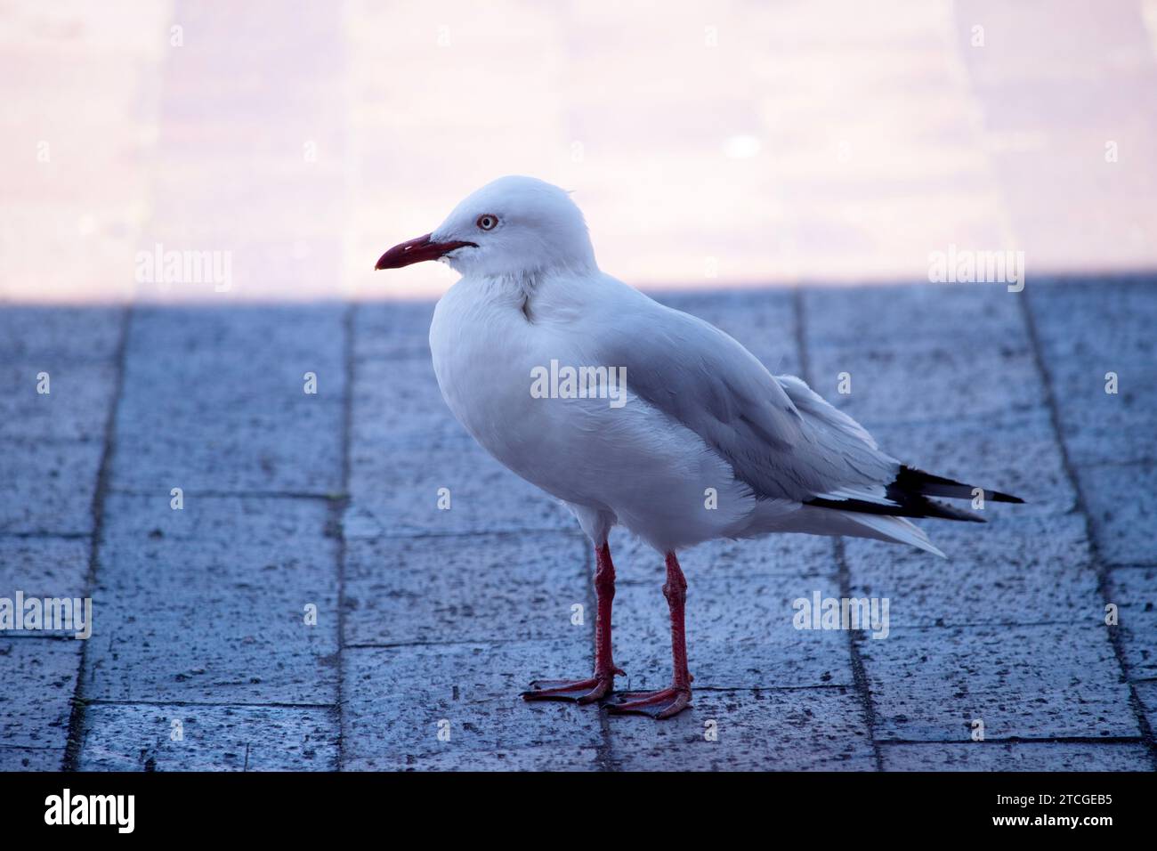 A seagull is a type of bird that lives near the coast and around bodies ...