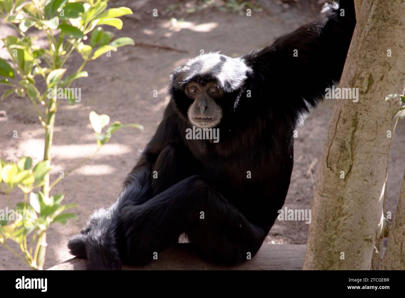 the siamang have furry bodies are black , they don't have tails, and ...