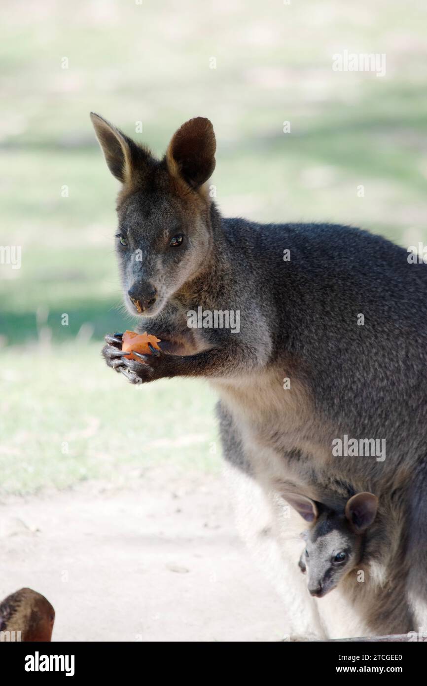 The swamp wallaby has dark brown fur, often with lighter rusty patches ...