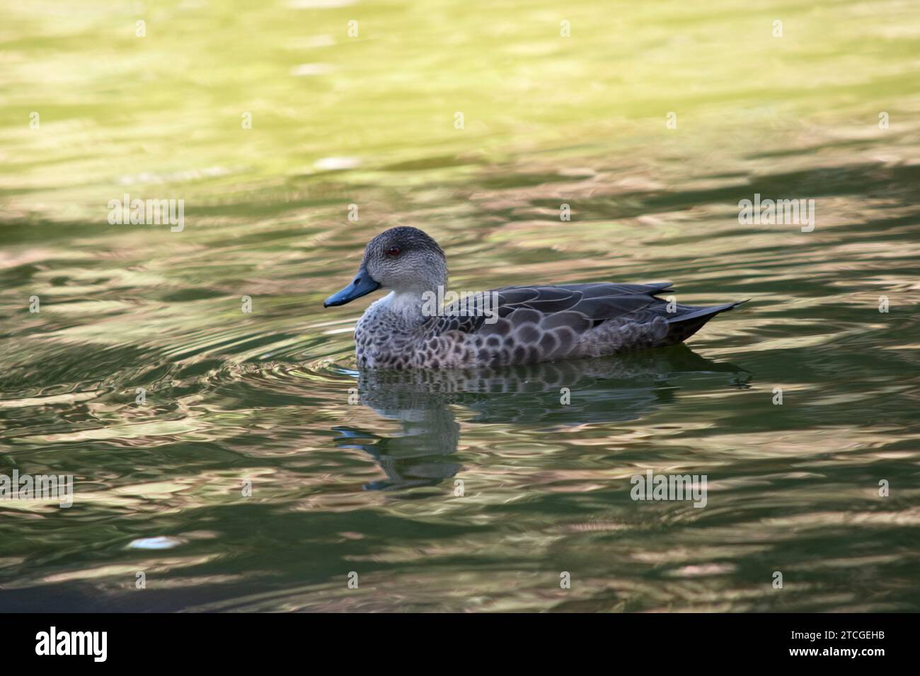 the female teal duck has dark brown feathers edged in tan with a black ...