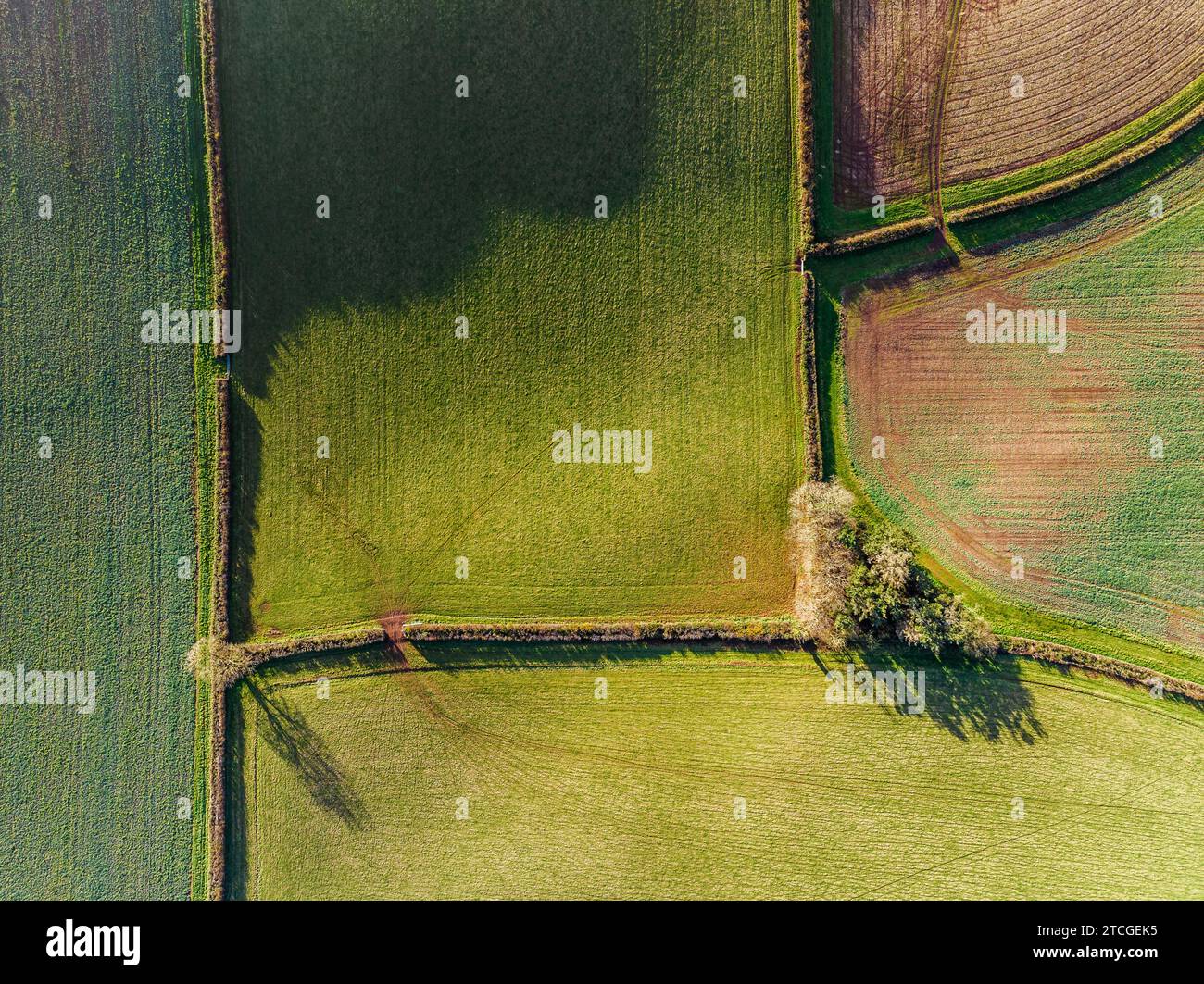 Top Down over Fields and Farms from a drone, Devon, England, Europe ...