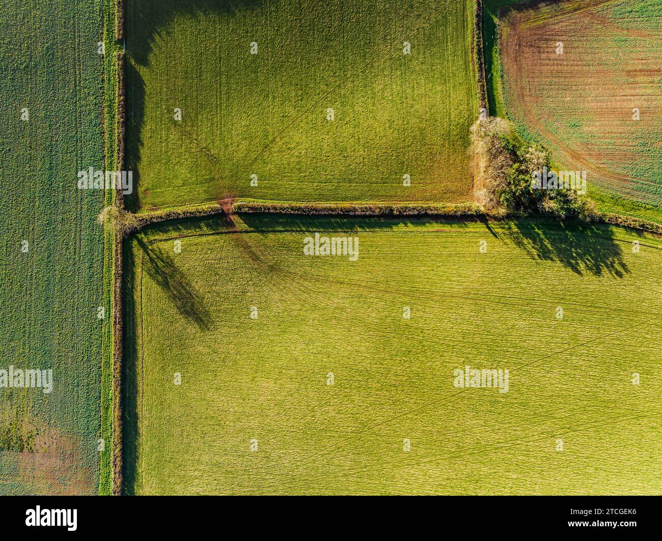 Top Down over Fields and Farms from a drone, Devon, England, Europe ...