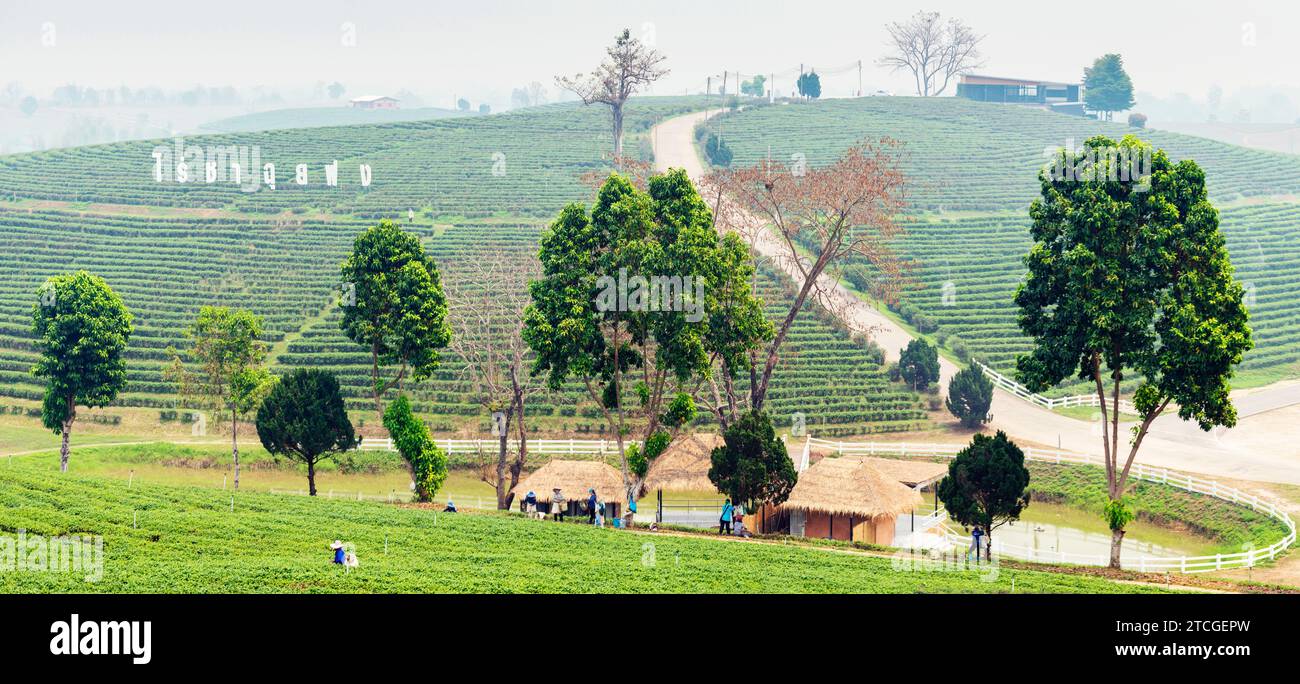 Mae Chan District, Chiang Rai,Thailand-March 30 2023: Tea pickers ...