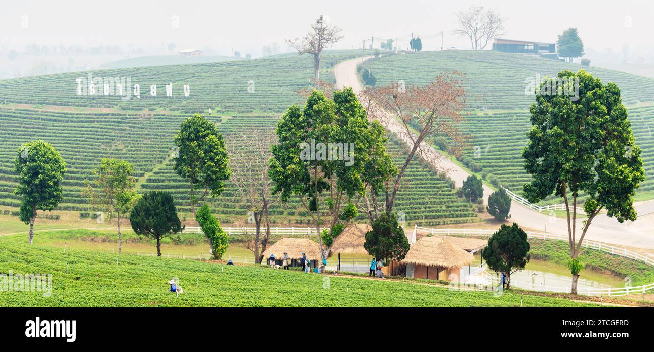 Hundreds of rows of lush Thai tea plants,on the gentle,green rural ...