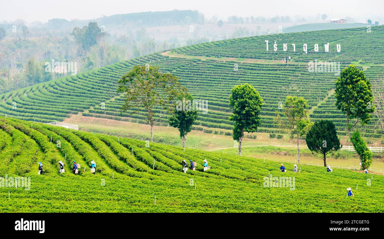 Female tea pickers hi-res stock photography and images - Alamy