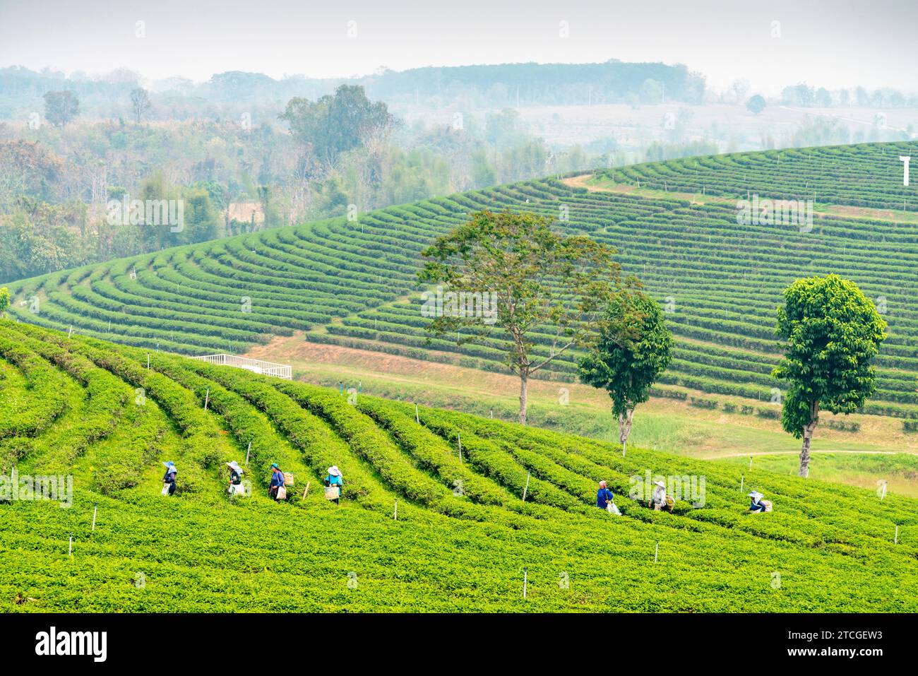 Mae Chan District, Chiang Rai,Thailand-March 30 2023: Tea pickers ...