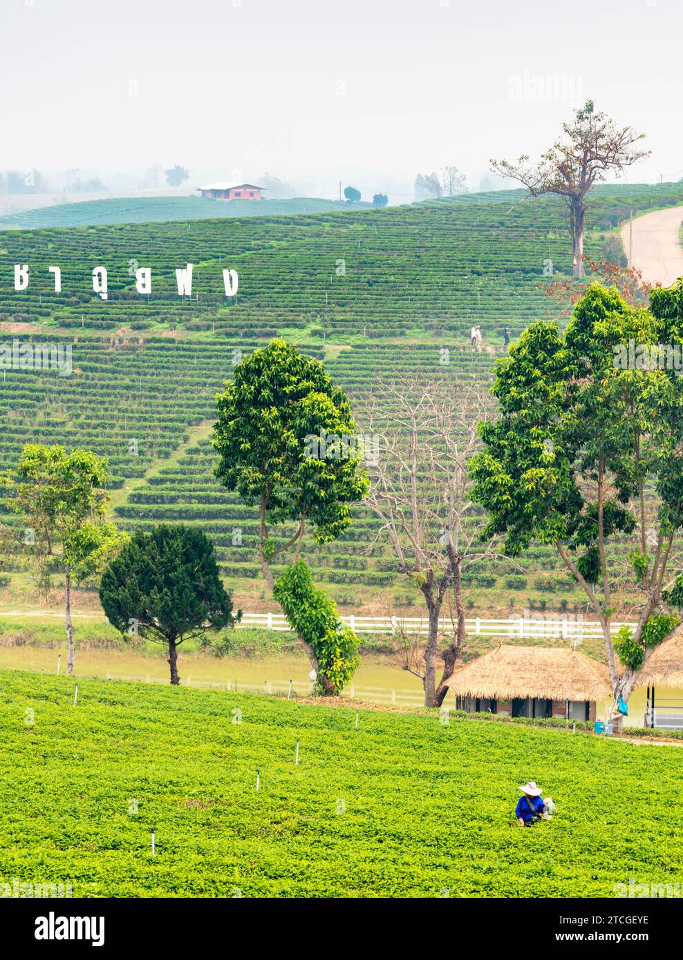 Mae Chan District, Chiang Rai,Thailand-March 30 2023: Tea pickers ...