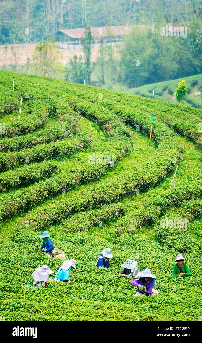 Thai tea picker hi-res stock photography and images - Alamy