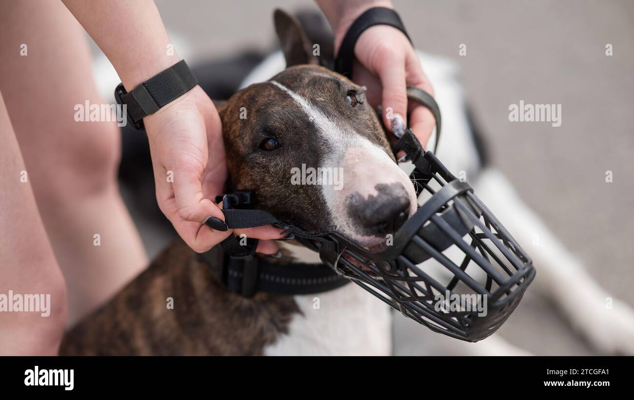 The owner puts a muzzle on a bull terrier dog on a walk outdoors Stock ...