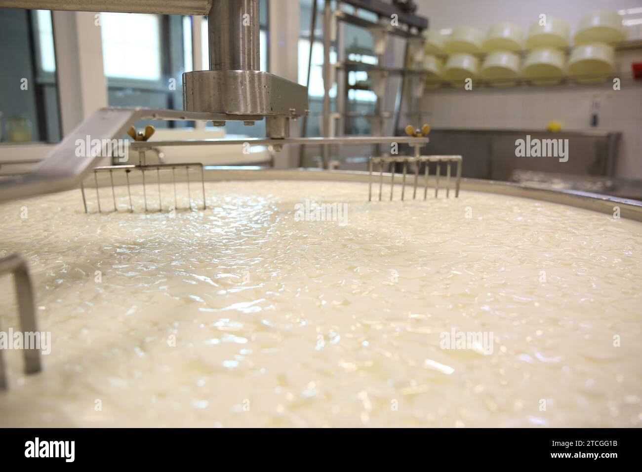 Curd and whey in tank at cheese factory, closeup Stock Photo - Alamy