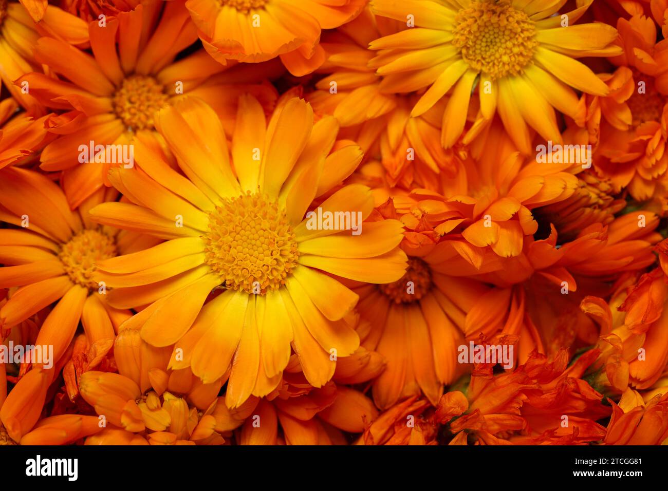 Beautiful fresh calendula flowers as background, closeup Stock Photo ...