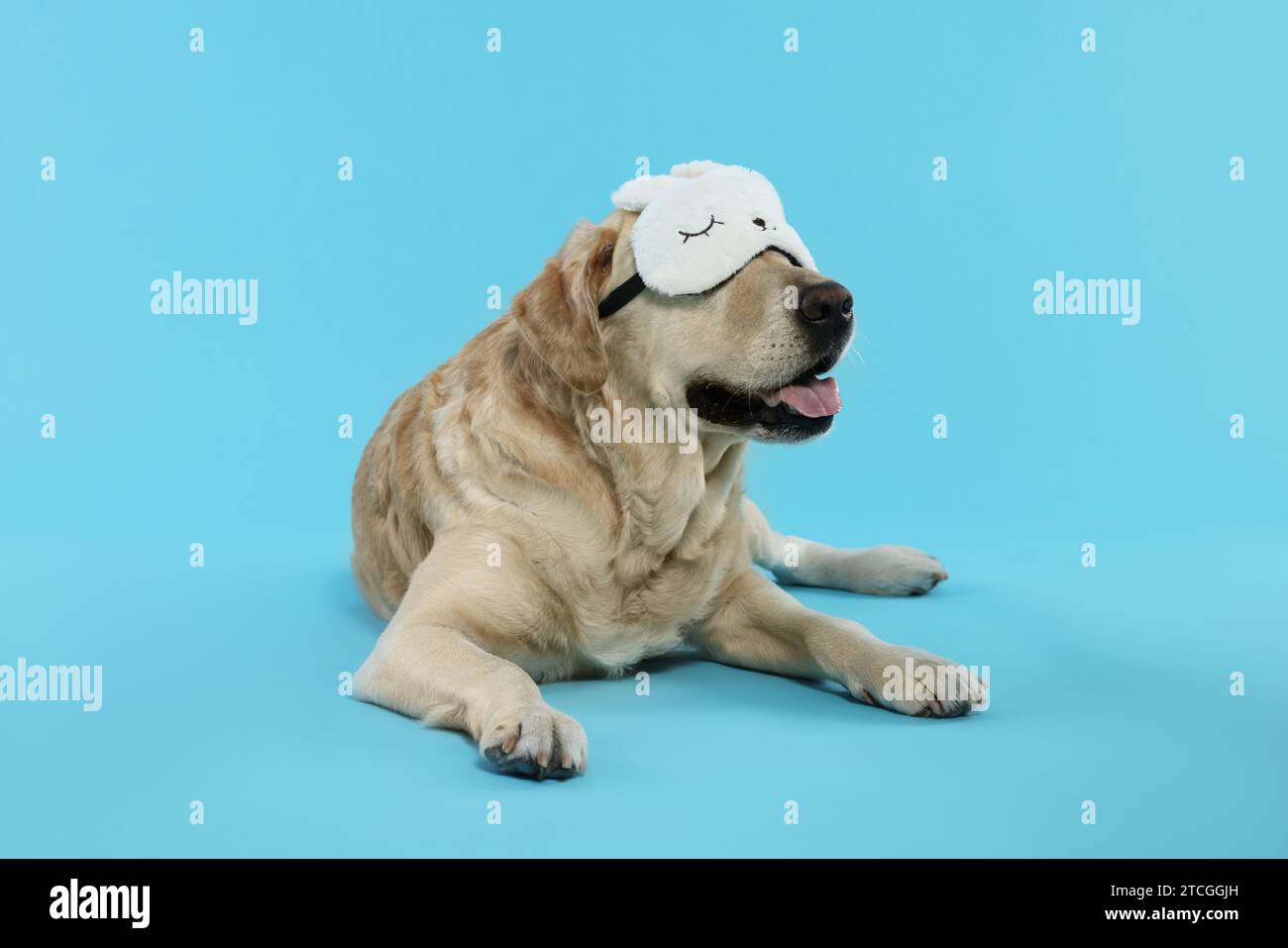 Cute Labrador Retriever with sleep mask resting on light blue ...