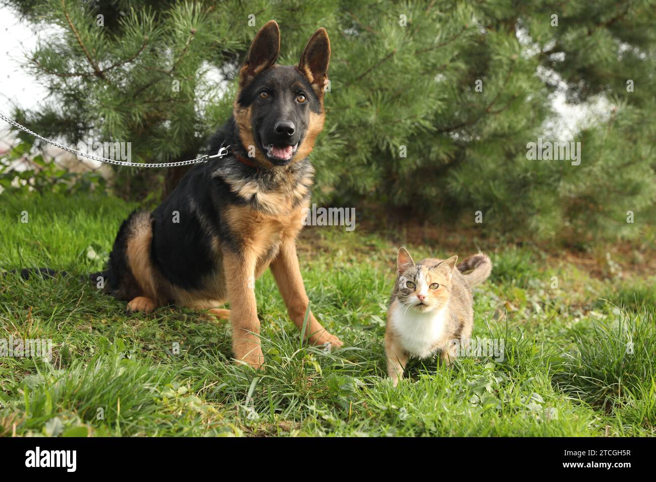 Cute German shepherd puppy and cat on green grass outdoors Stock Photo ...
