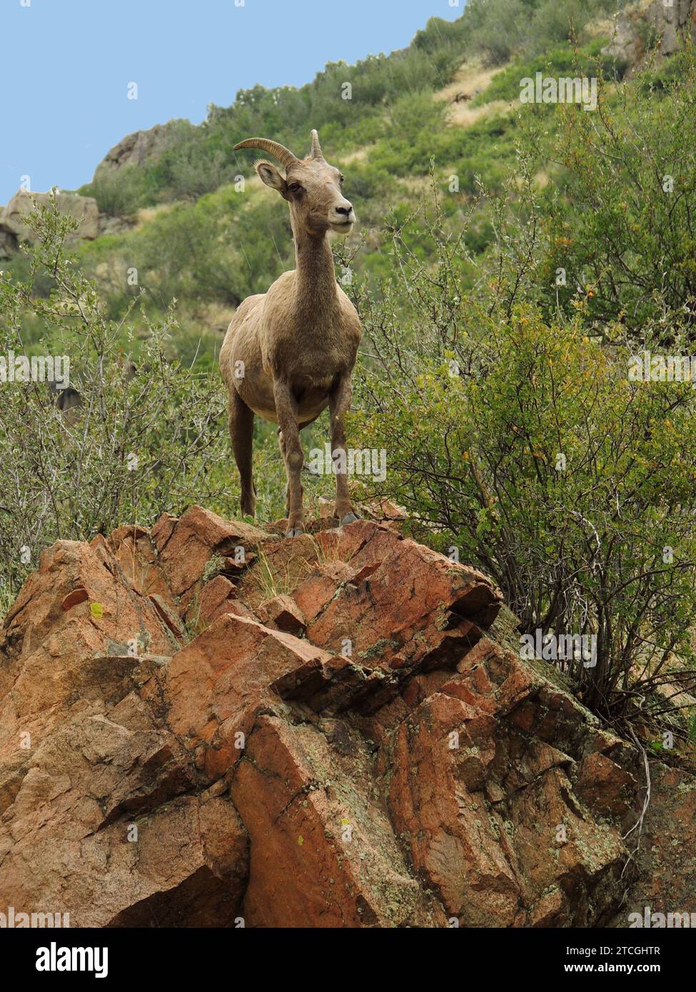 big horn sheep ewe standing on a rocky promontory in waterton canyon ...