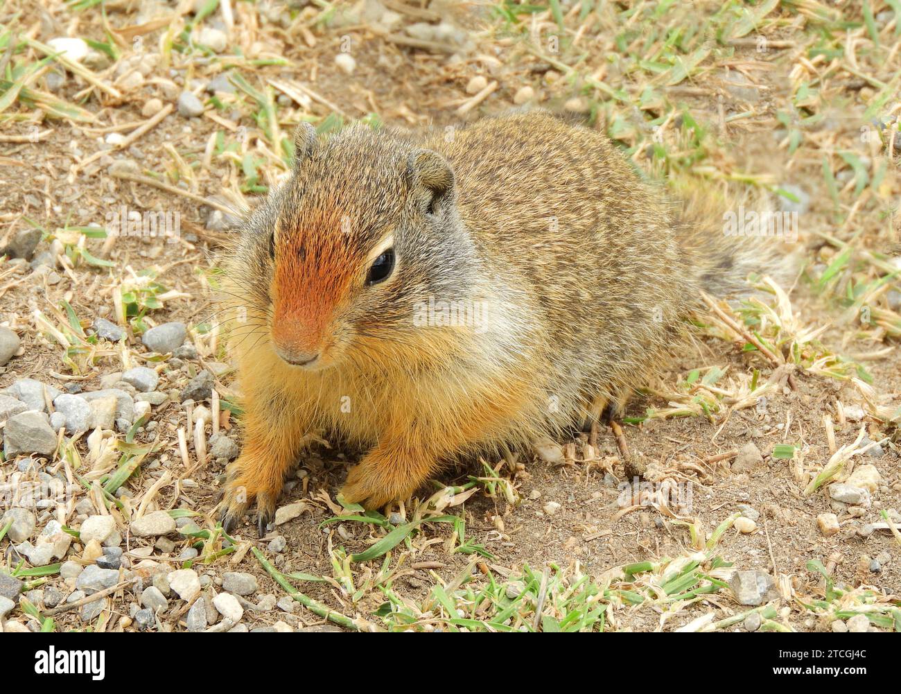 aclose up of cute coulmbia ground squirrel in banff national park ...