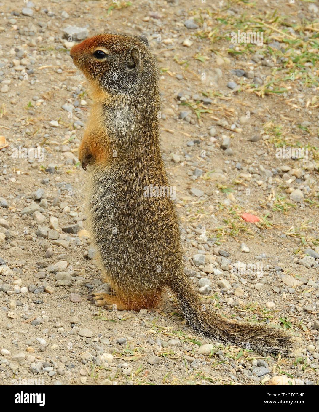 cute coulmbia ground squirrel standing on his hind legs in banff ...