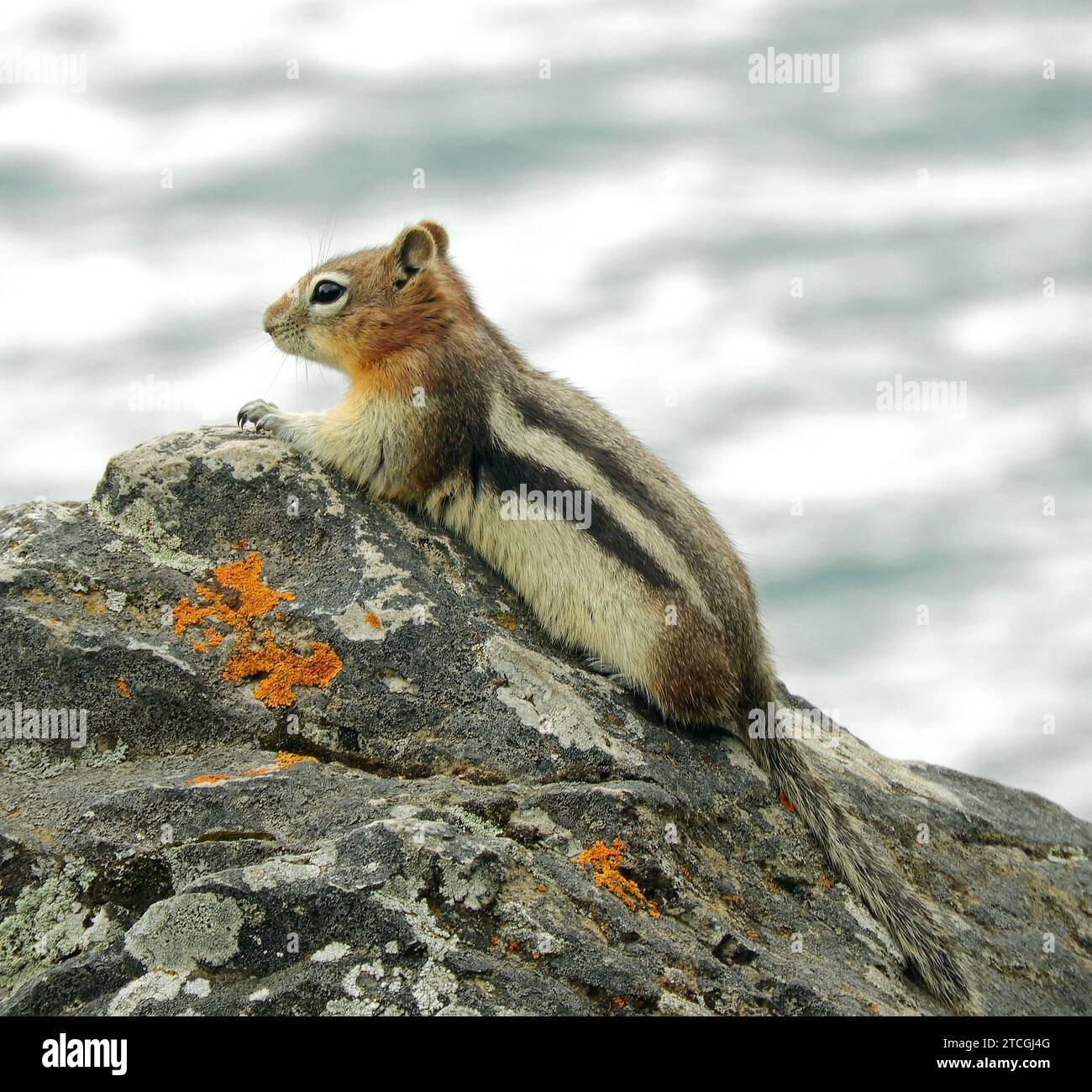 golden-mantled squirrel sitting on a boulder next to lake minnewanka in ...