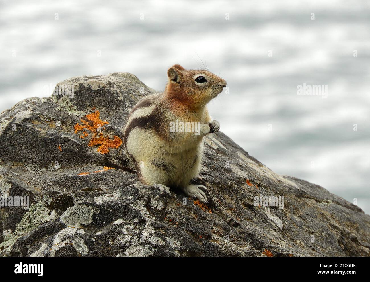 golden-mantled squirrel sitting on a boulder next to lake minnewanka in ...