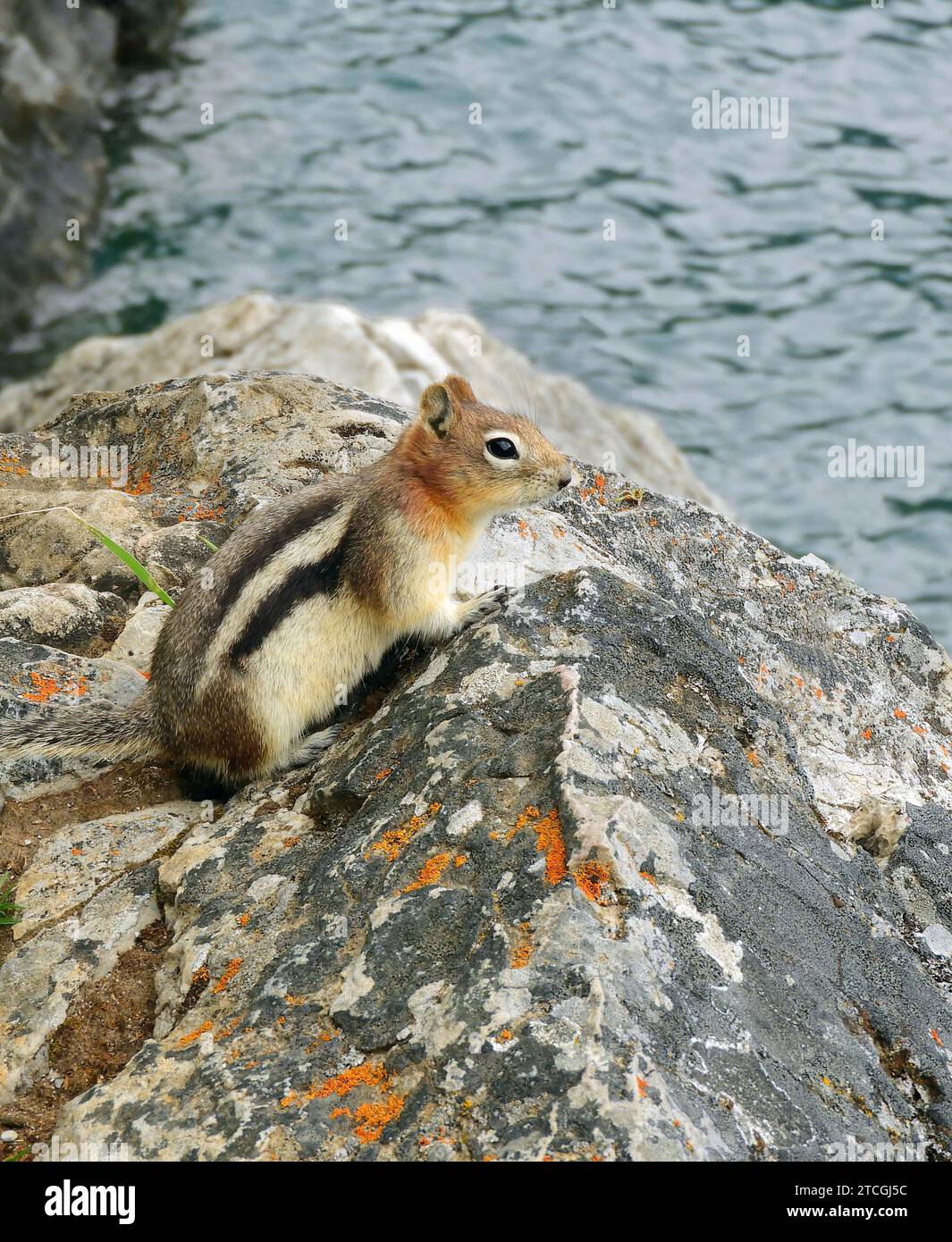 golden-mantled squirrel sitting on a boulder next to lake minnewanka in ...