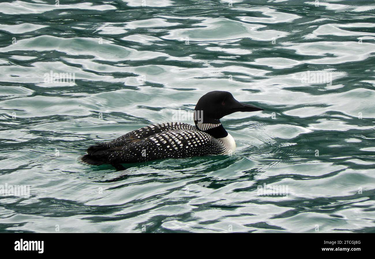 pretty loon swimming in lake minnewanka in banff national park, alberta ...