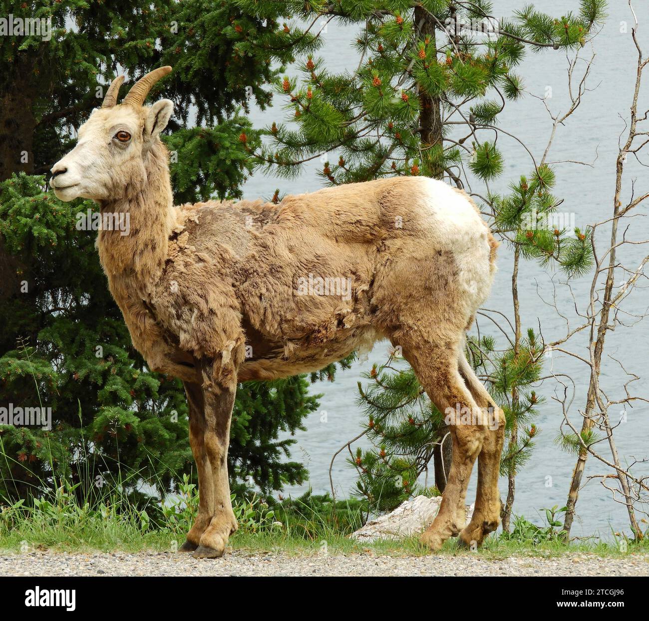 rocky mountain big horn sheep ewe next to a lake in banff national park ...