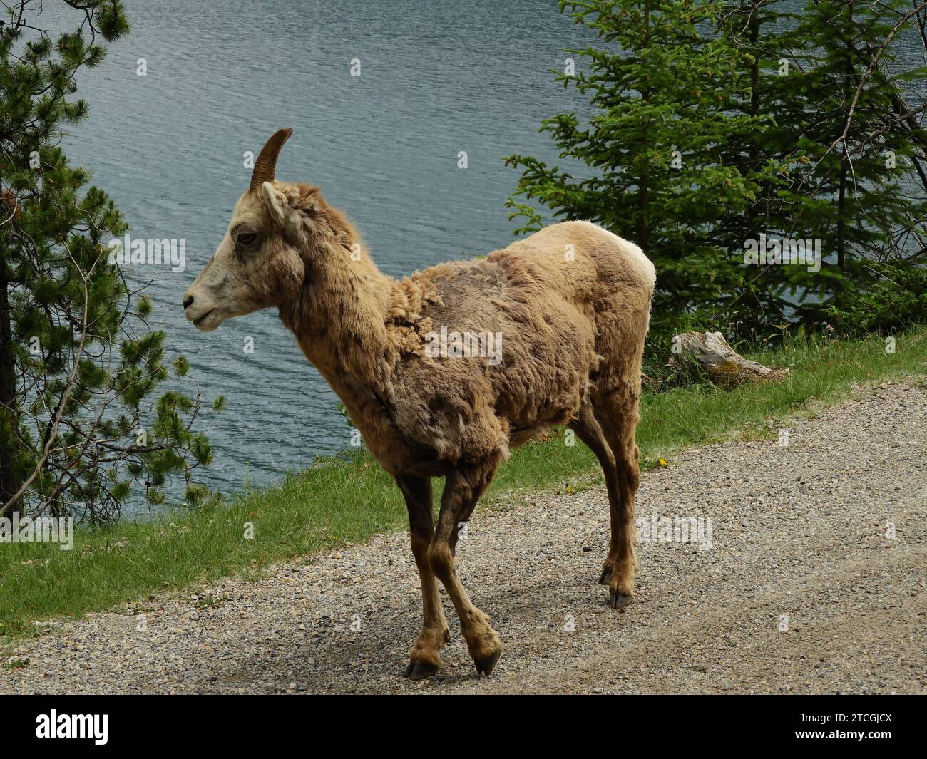 rocky mountain big horn sheep ewe next to a lake in banff national park ...