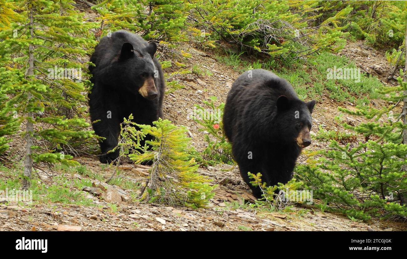 two black bears grazing on a hillside amongst evergreens in banff ...