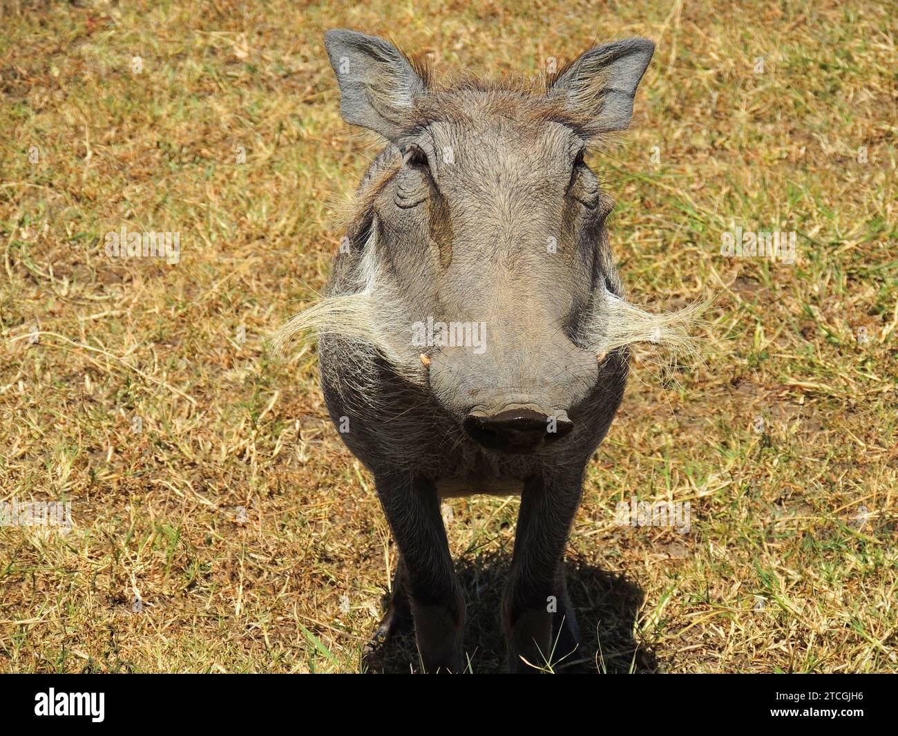 close up of a cute warthog on safari in ngorongoro crater, tanzania ...