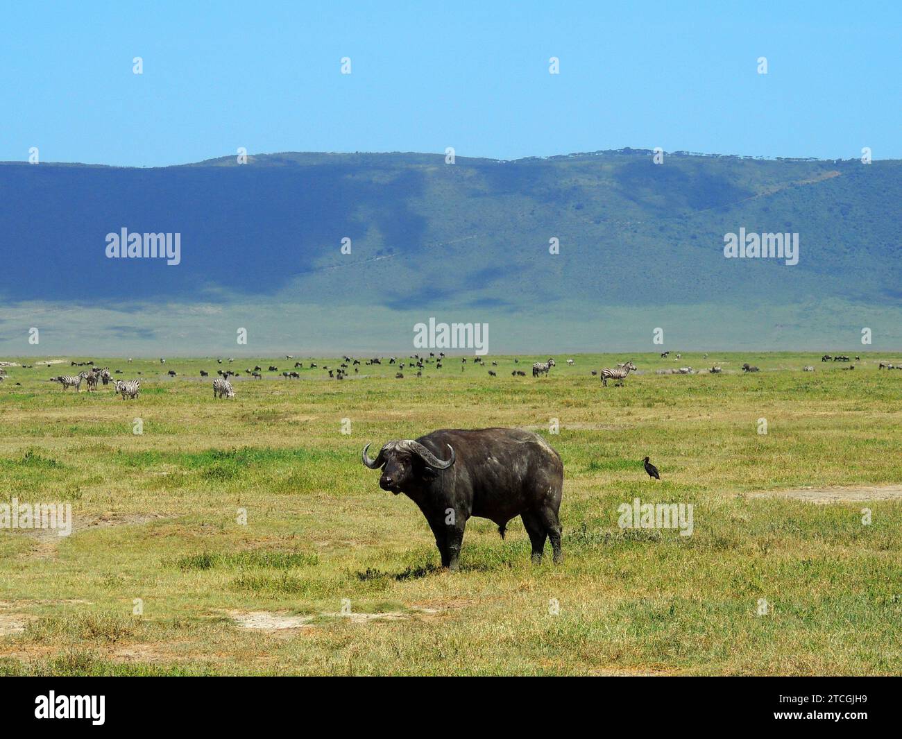 a cape buffalo and zebras on safari in the grasslands of ngorongoro ...