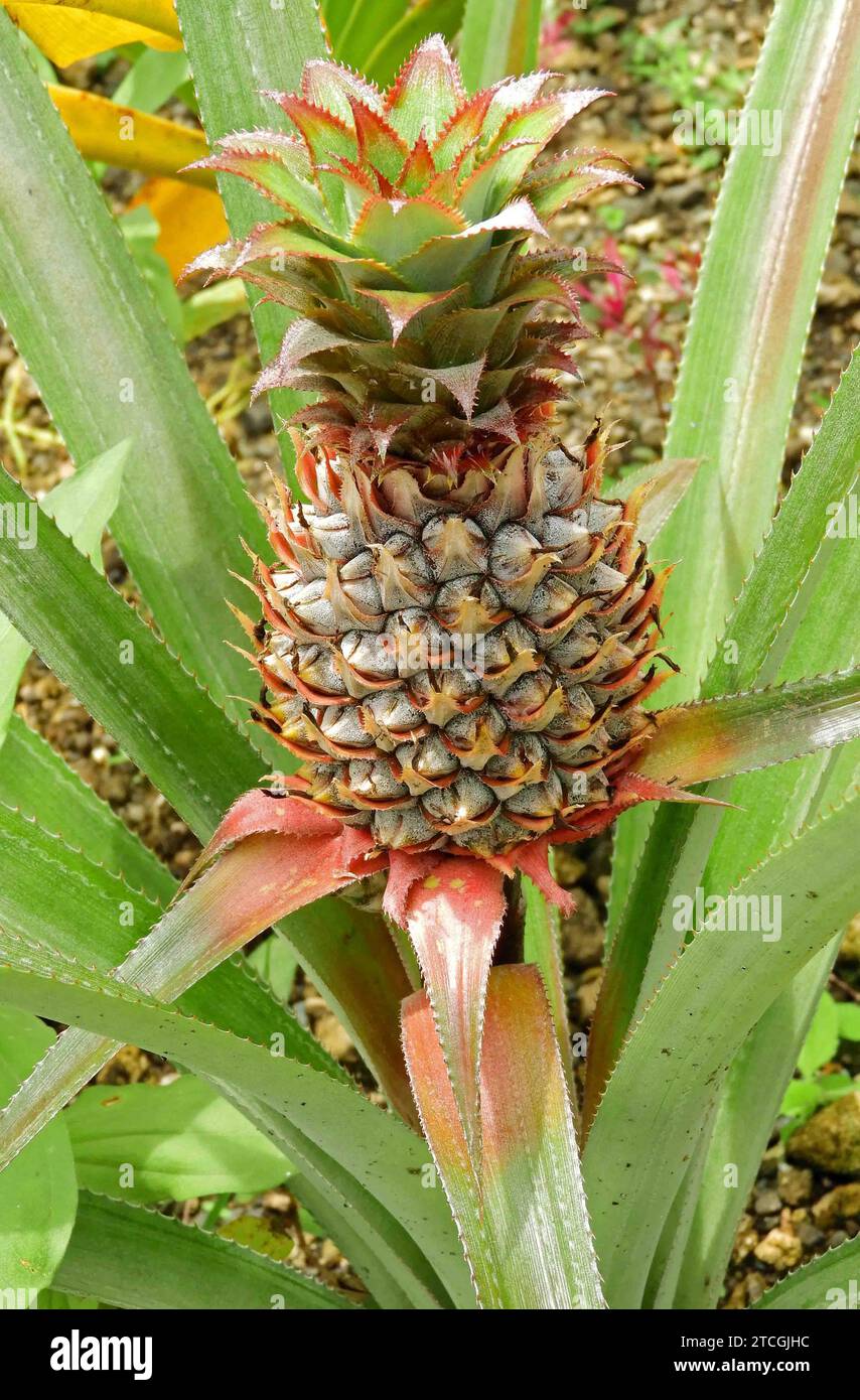 pineapple on its parent plant in alotau, papua new guinea, in the south ...