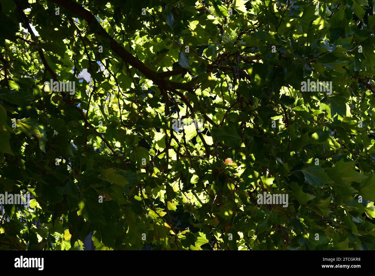 Sun shining through the lush green foliage, green leaves on branches in ...
