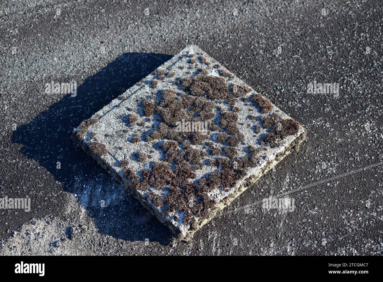 A square light gray concrete tile covered in dried up moss patches on ...