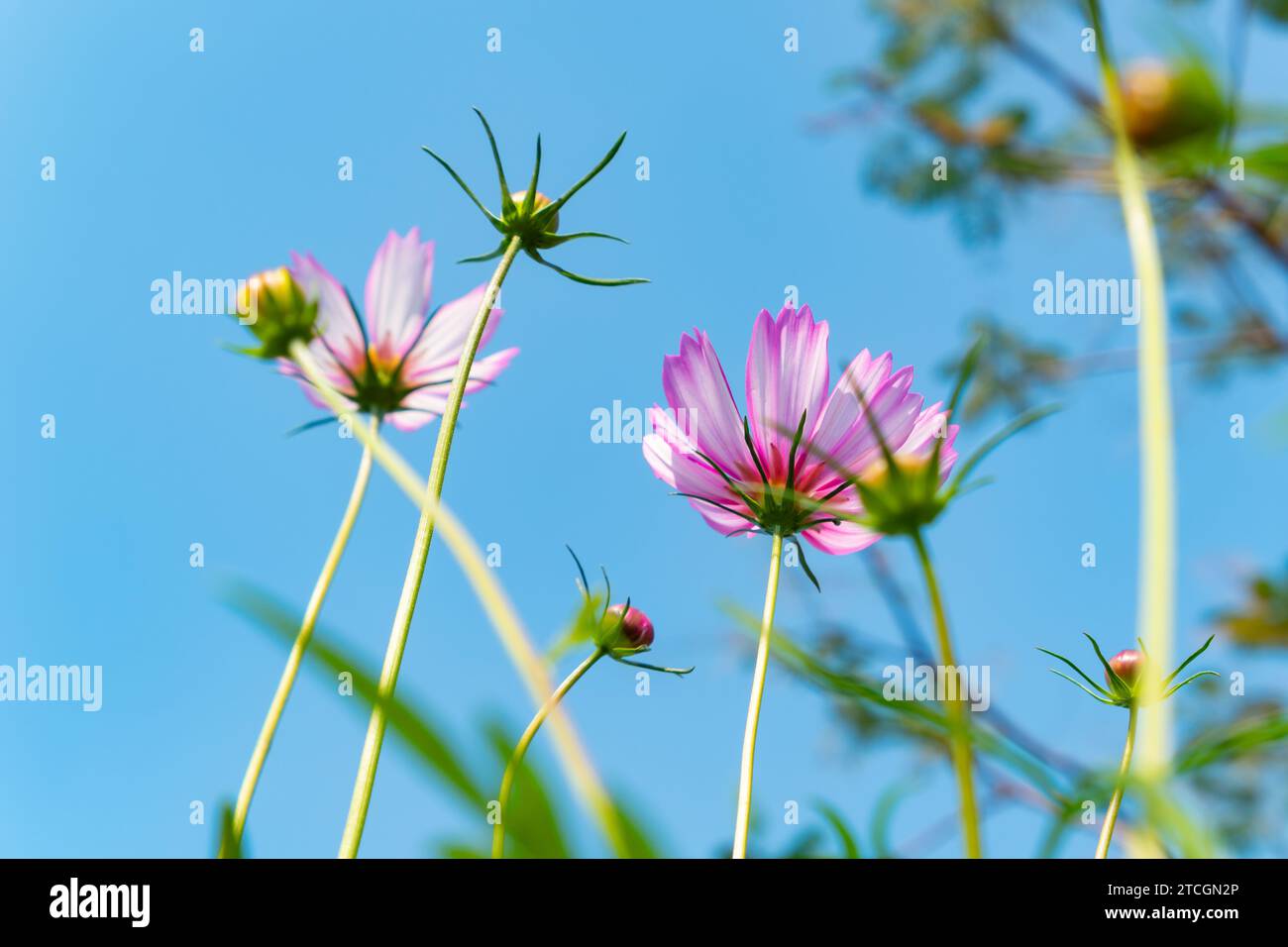 Leaf underneath view hi-res stock photography and images - Alamy