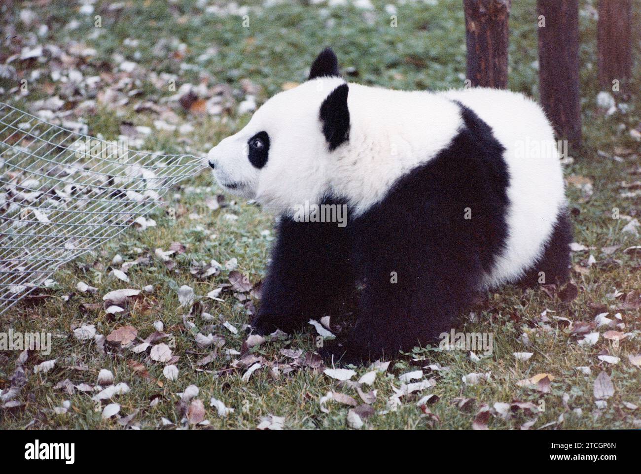 Madrid, January 1984. Casa de Campo Zoo. Chu Lin panda bear. Credit ...