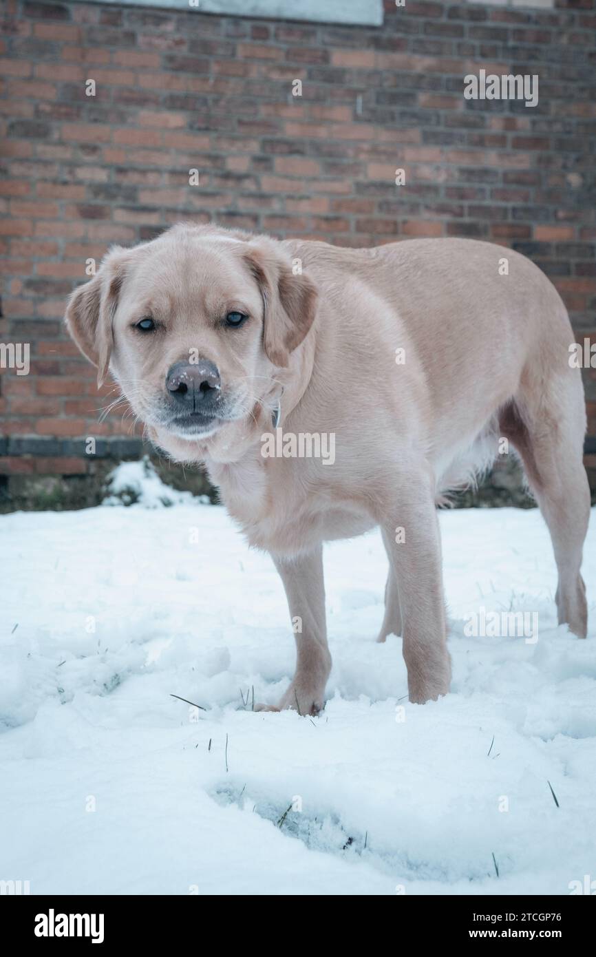 Golden Labrador Portrait In Snow Stock Photo - Alamy