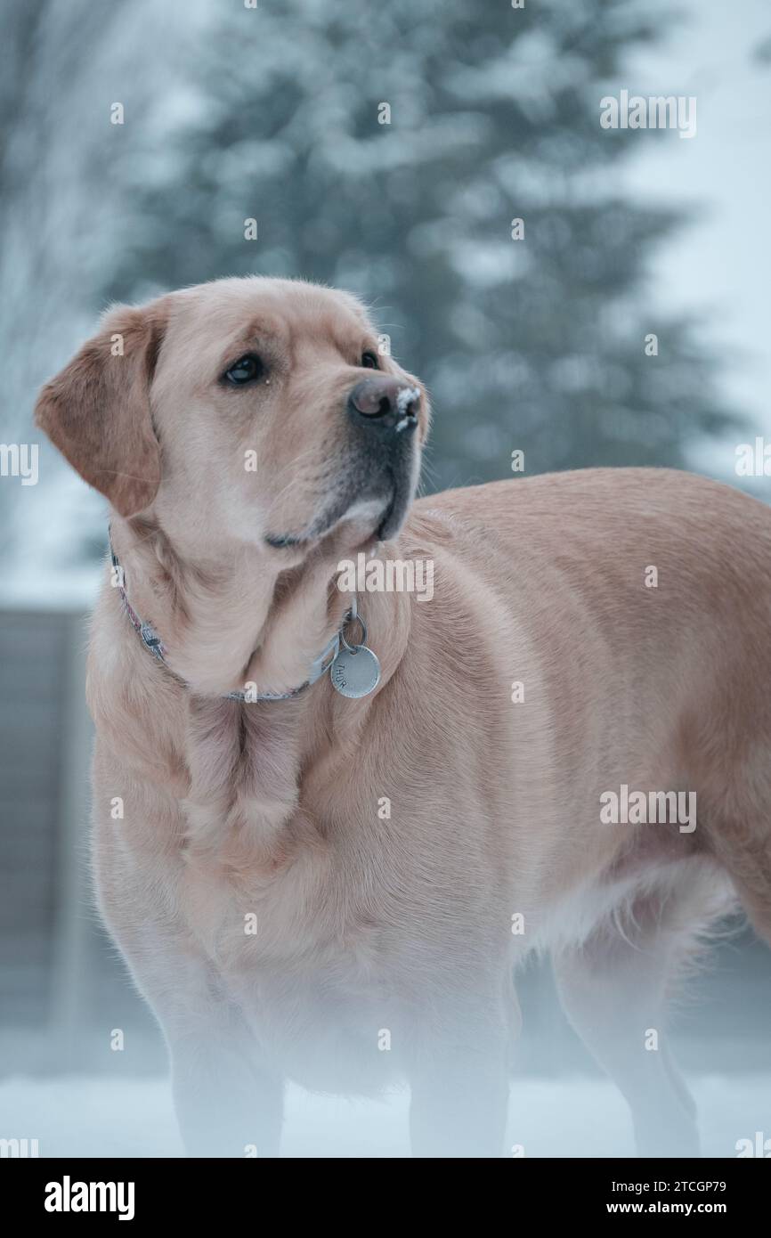 Golden Labrador Portrait In Snow Stock Photo - Alamy